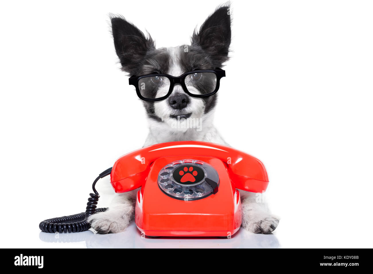 black terrier dog with glasses as secretary or operator with red old ...