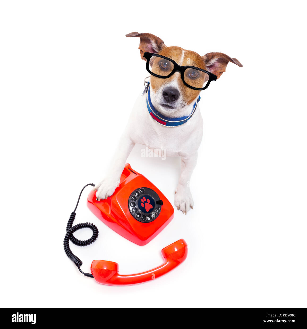 jack russell dog with glasses as secretary or operator with red old ...