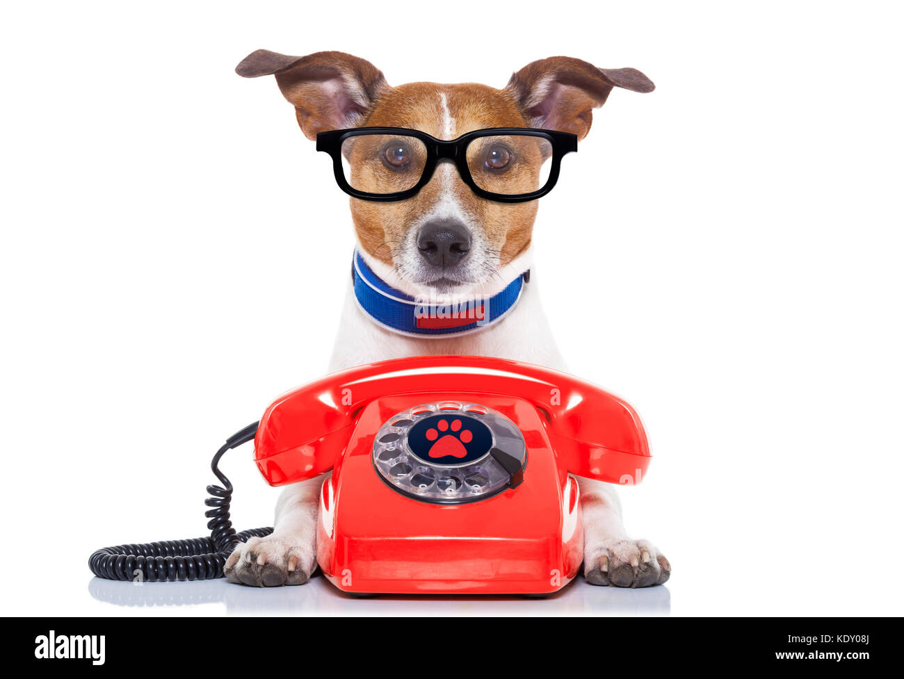 Jack russell dog with glasses as secretary or operator with red old ...