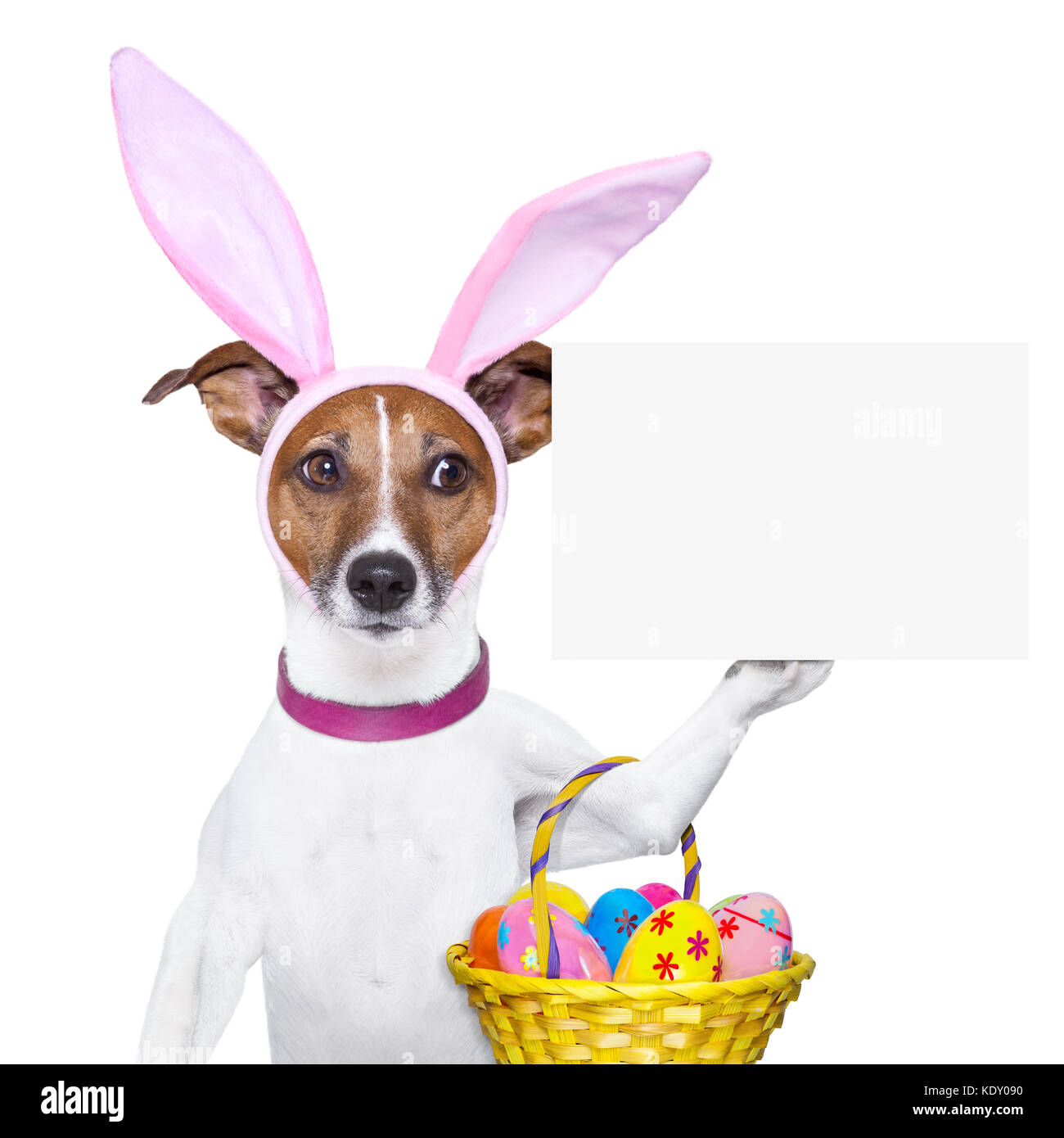 Dog basket empty hi-res stock photography and images - Alamy