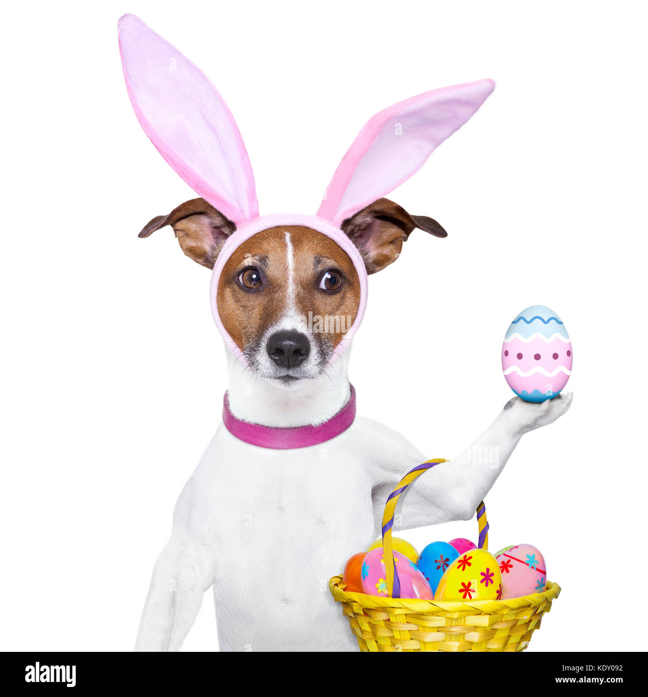 dog dressed up as bunny with easter basket Stock Photo - Alamy