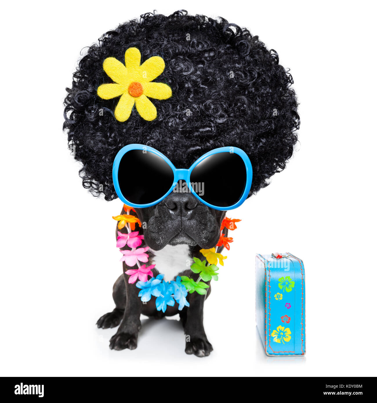 hippie dog of the seventies with big afro wig a yellow flower Stock ...