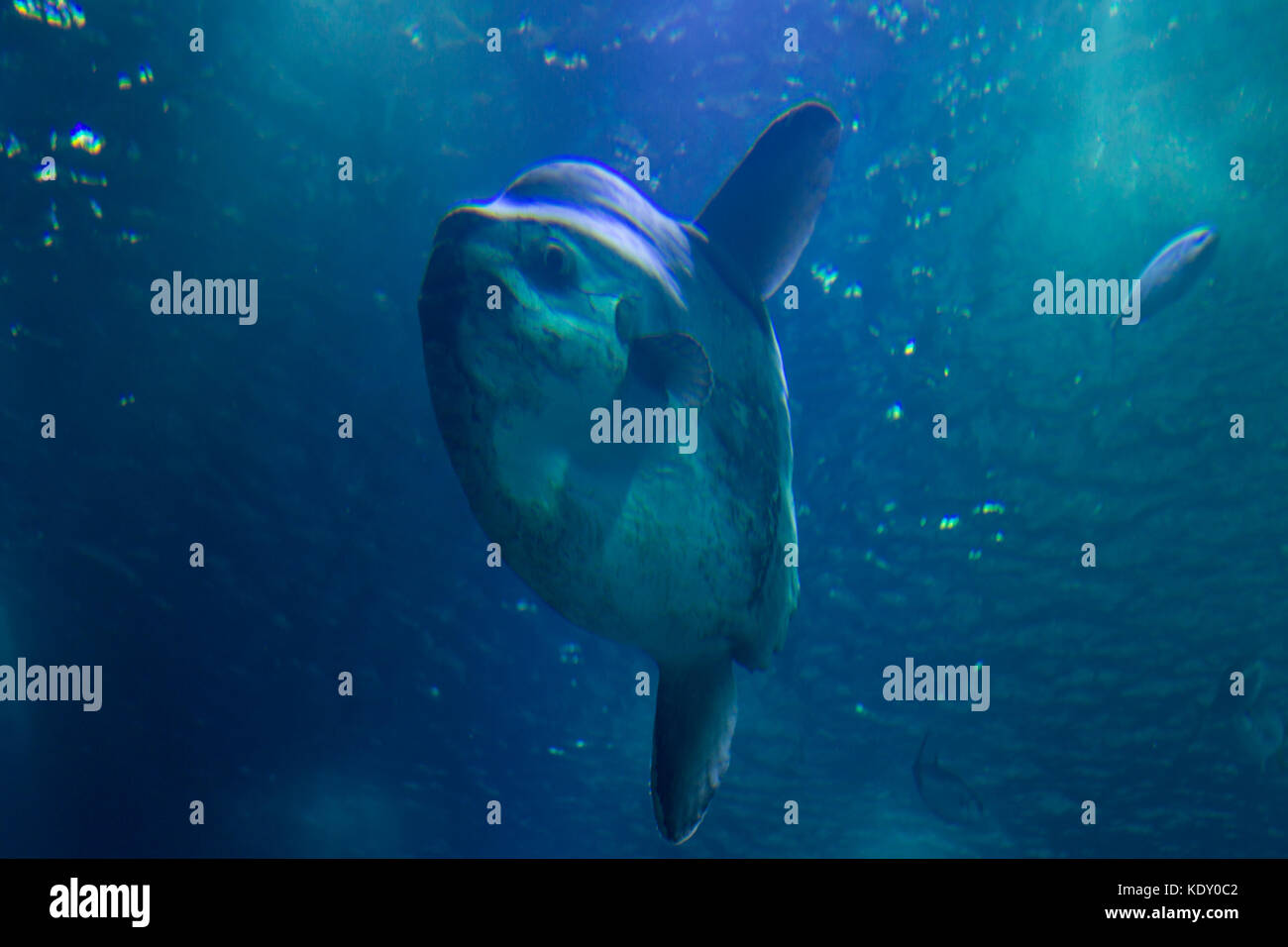 Real Shark Underwater in Natural Aquarium Stock Photo - Alamy