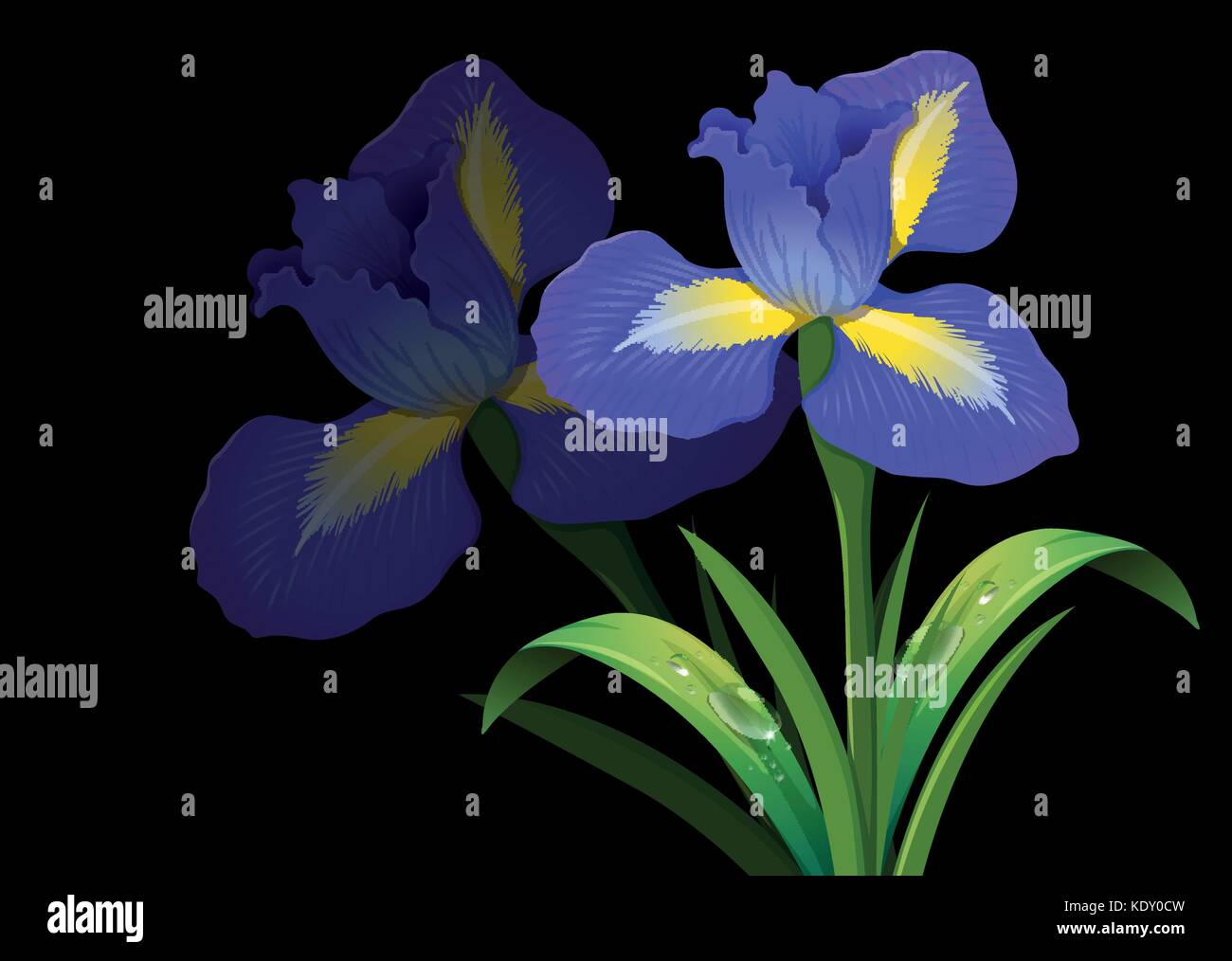 Purple irish flower on black background illustration Stock Vector Image ...