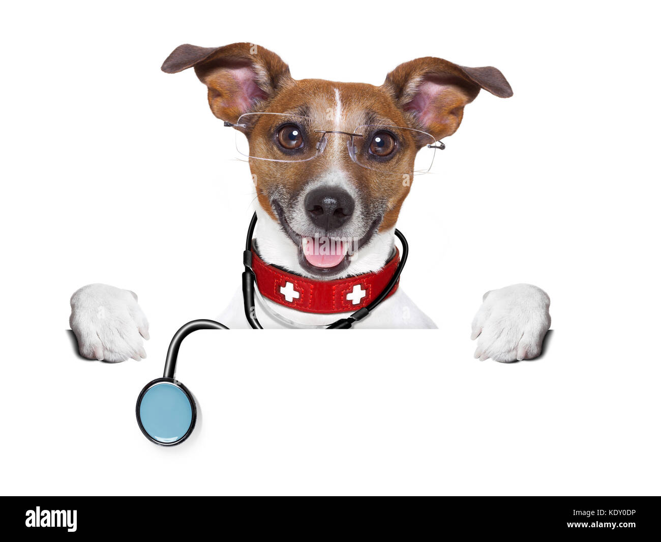 Doctor dog hi-res stock photography and images - Alamy