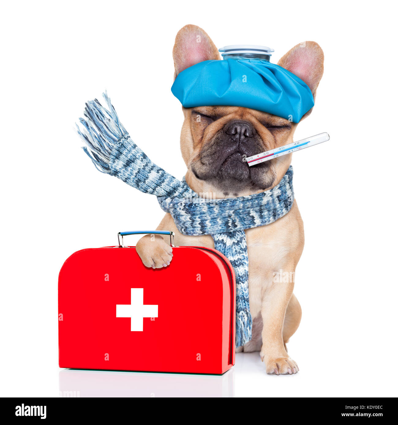 Dog ice pack thermometer hi-res stock photography and images - Alamy