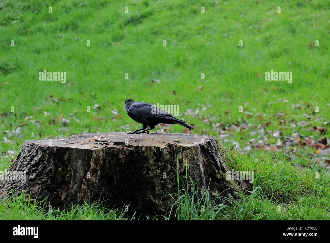 crow on tree stump Stock Photo - Alamy