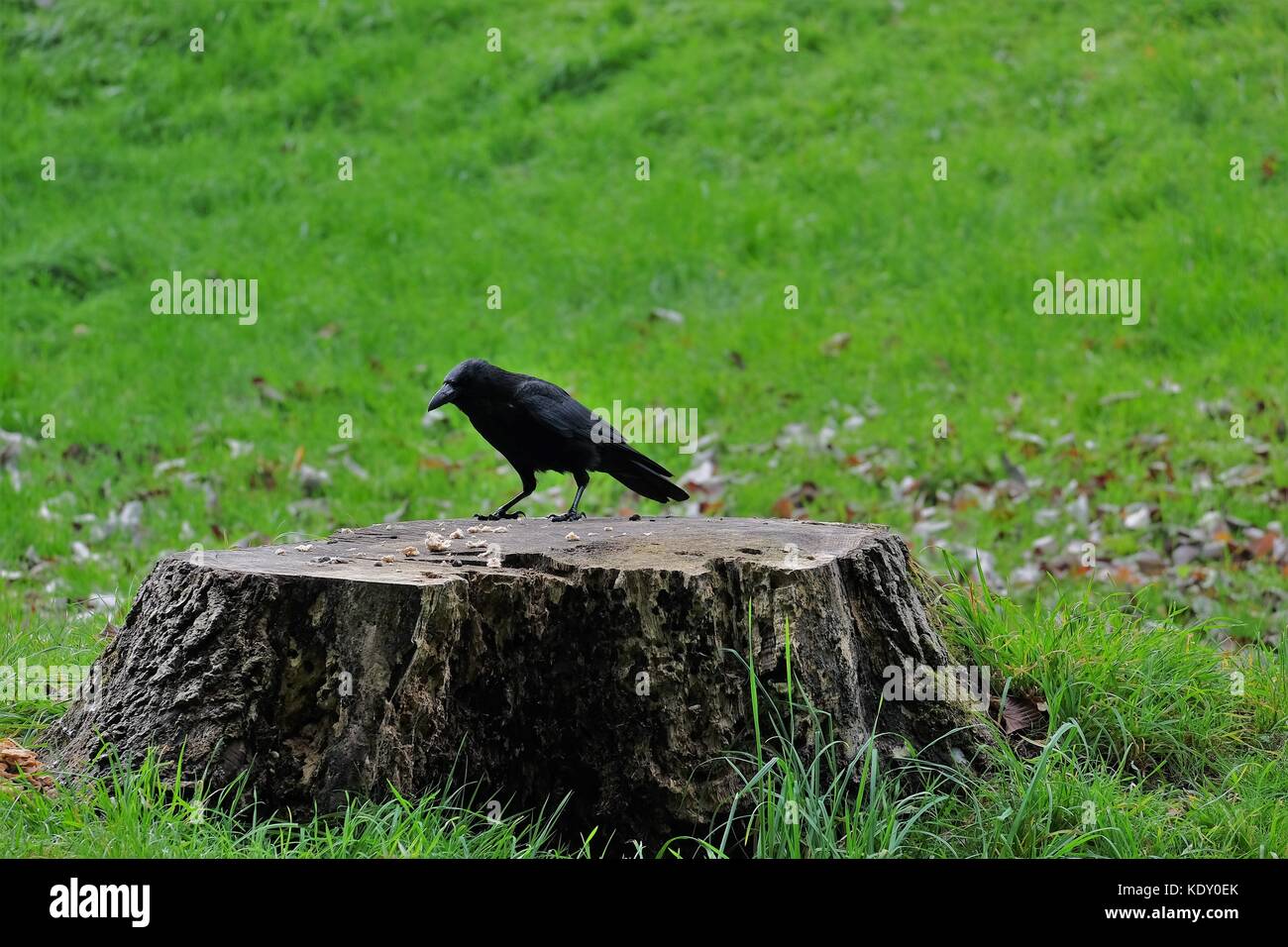 crow on tree stump Stock Photo - Alamy