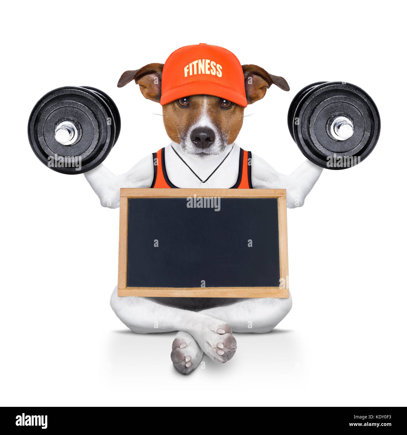 fitness jack russell dog lifting a heavy big dumbbell, as personal ...