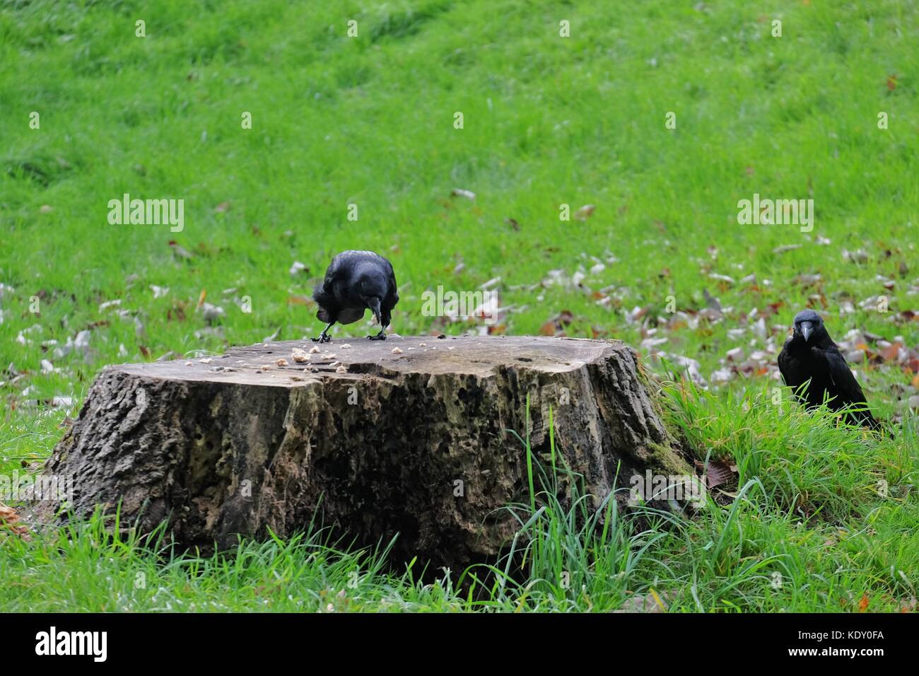 crow on tree stump Stock Photo - Alamy