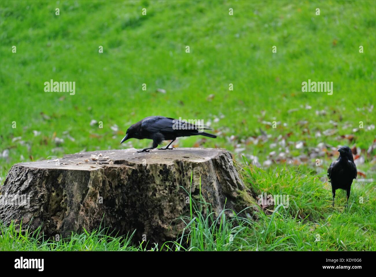 Crow eating moss hi-res stock photography and images - Alamy