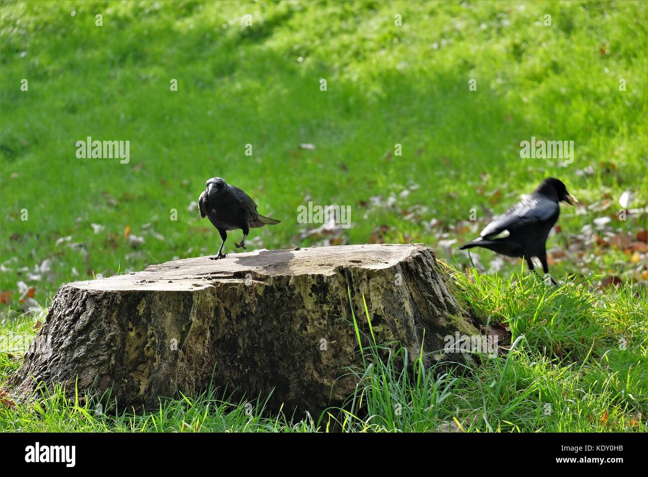 crow on tree stump Stock Photo - Alamy