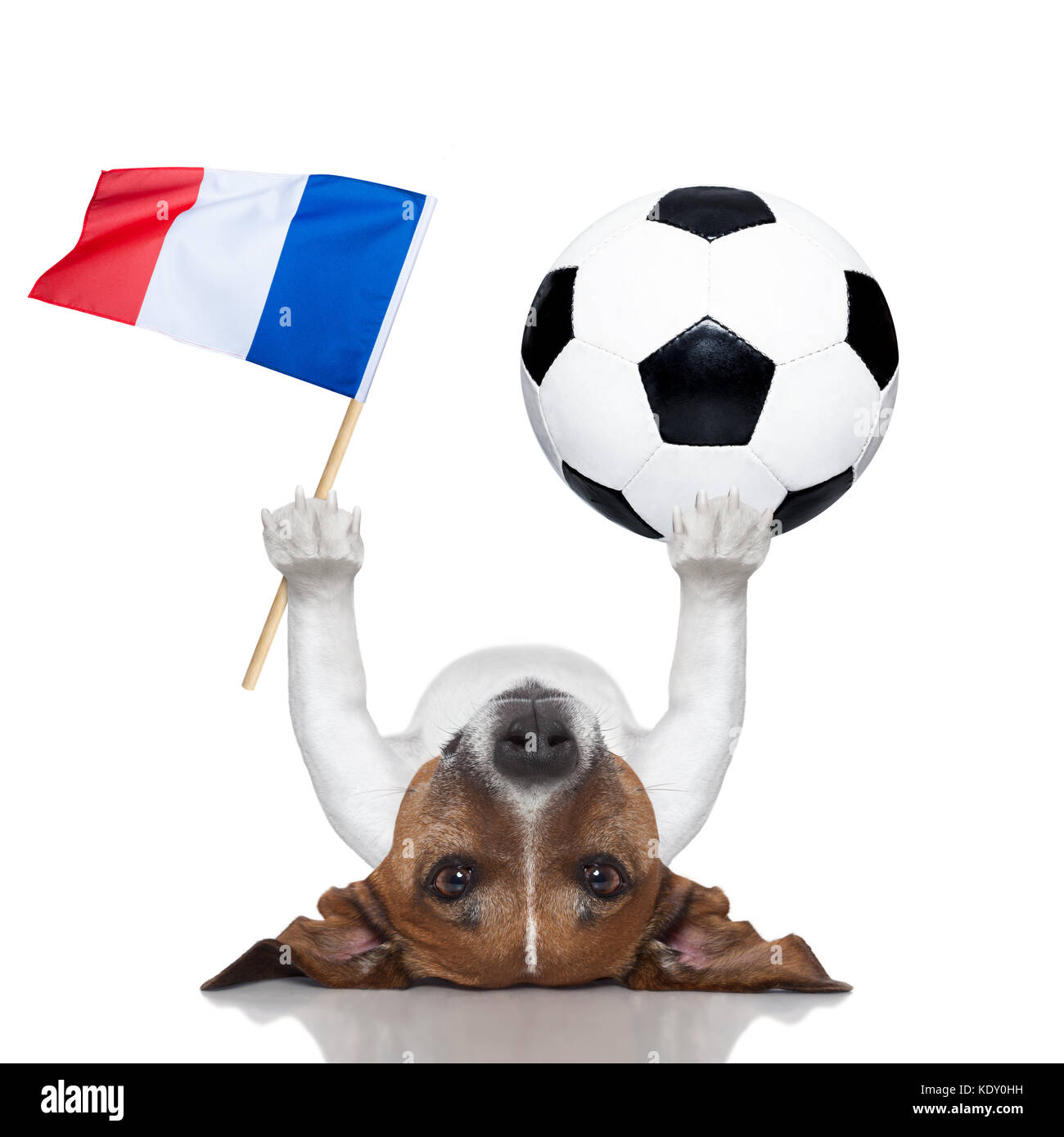 football championship jack russell dog with soccer football ball and ...