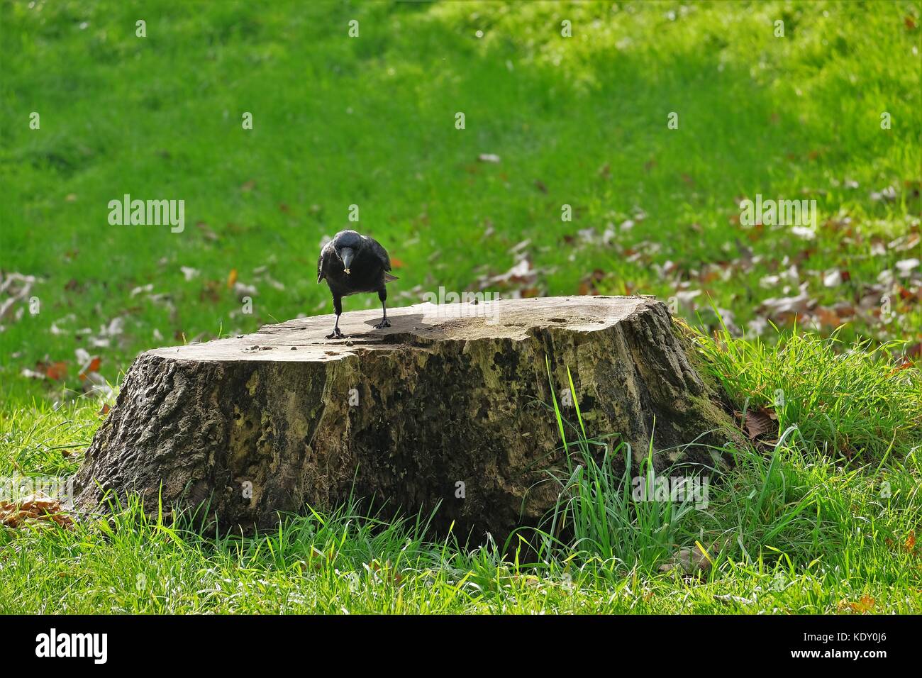crow on tree stump Stock Photo - Alamy