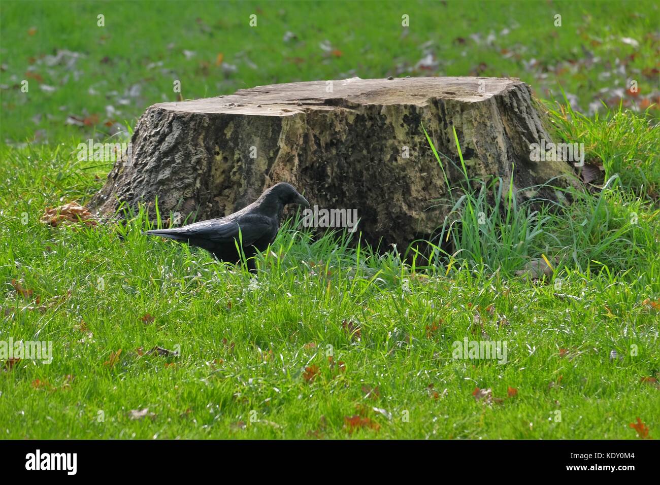 Crow eating moss hi-res stock photography and images - Alamy