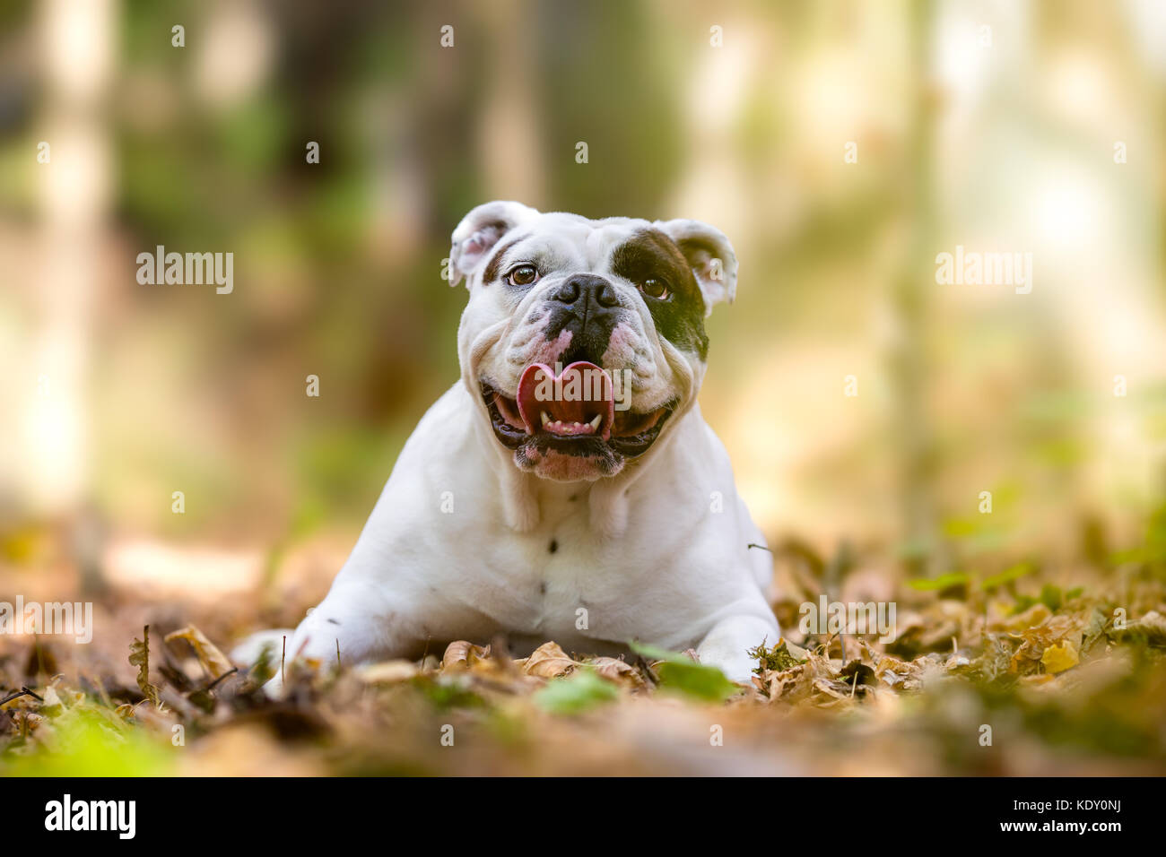 English bulldog dog autumn portrait Stock Photo - Alamy