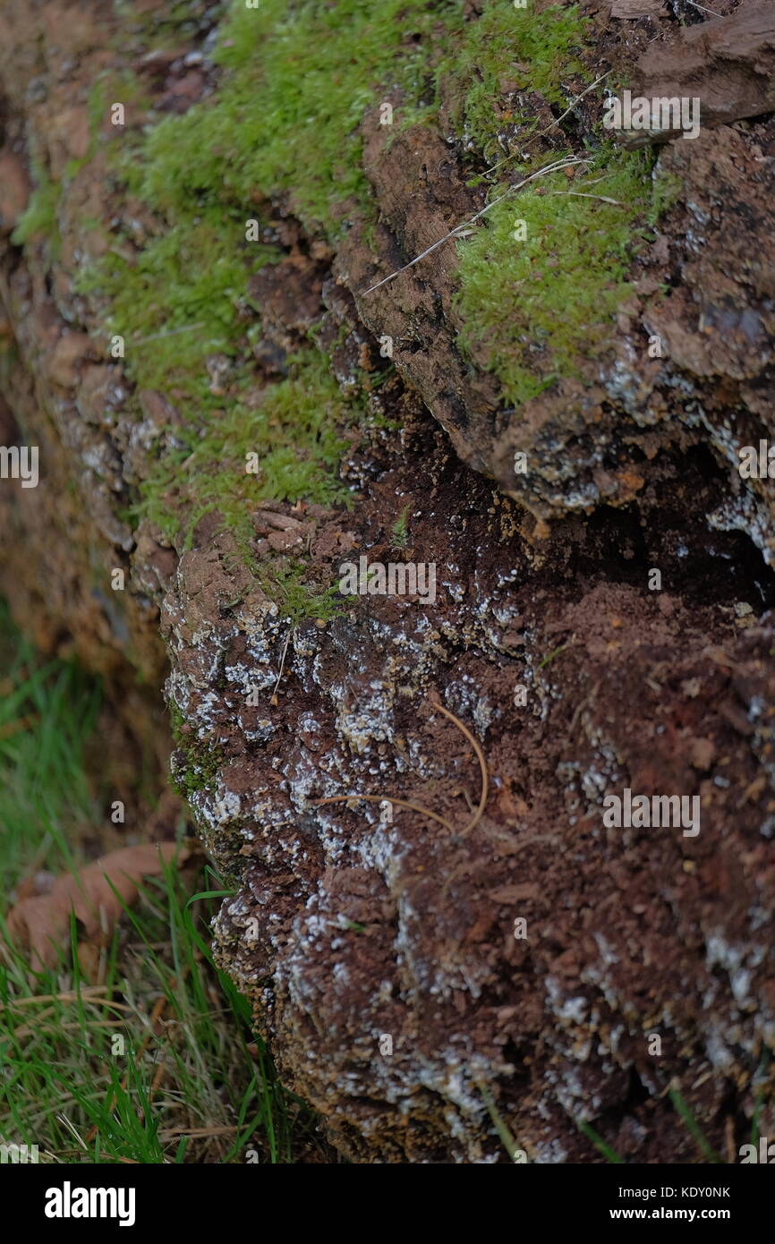 rotting tree trunk with moss and mould Stock Photo - Alamy