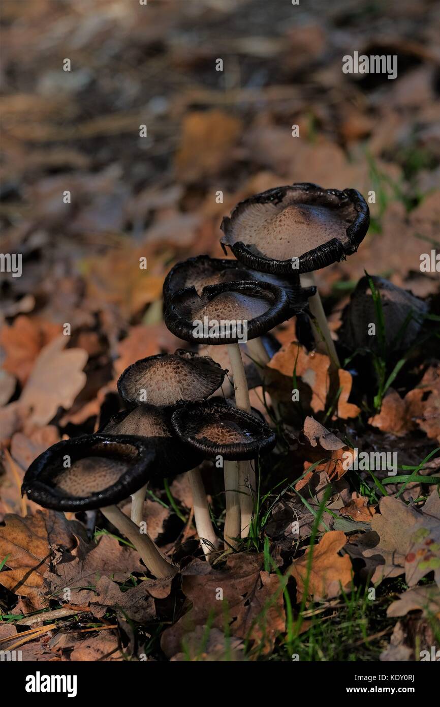 ink cap mushroom forest floor Stock Photo - Alamy