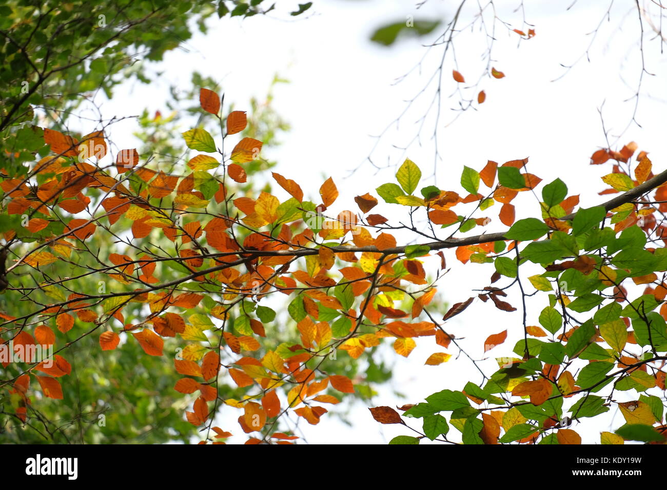 autumn leaves on branch Stock Photo - Alamy