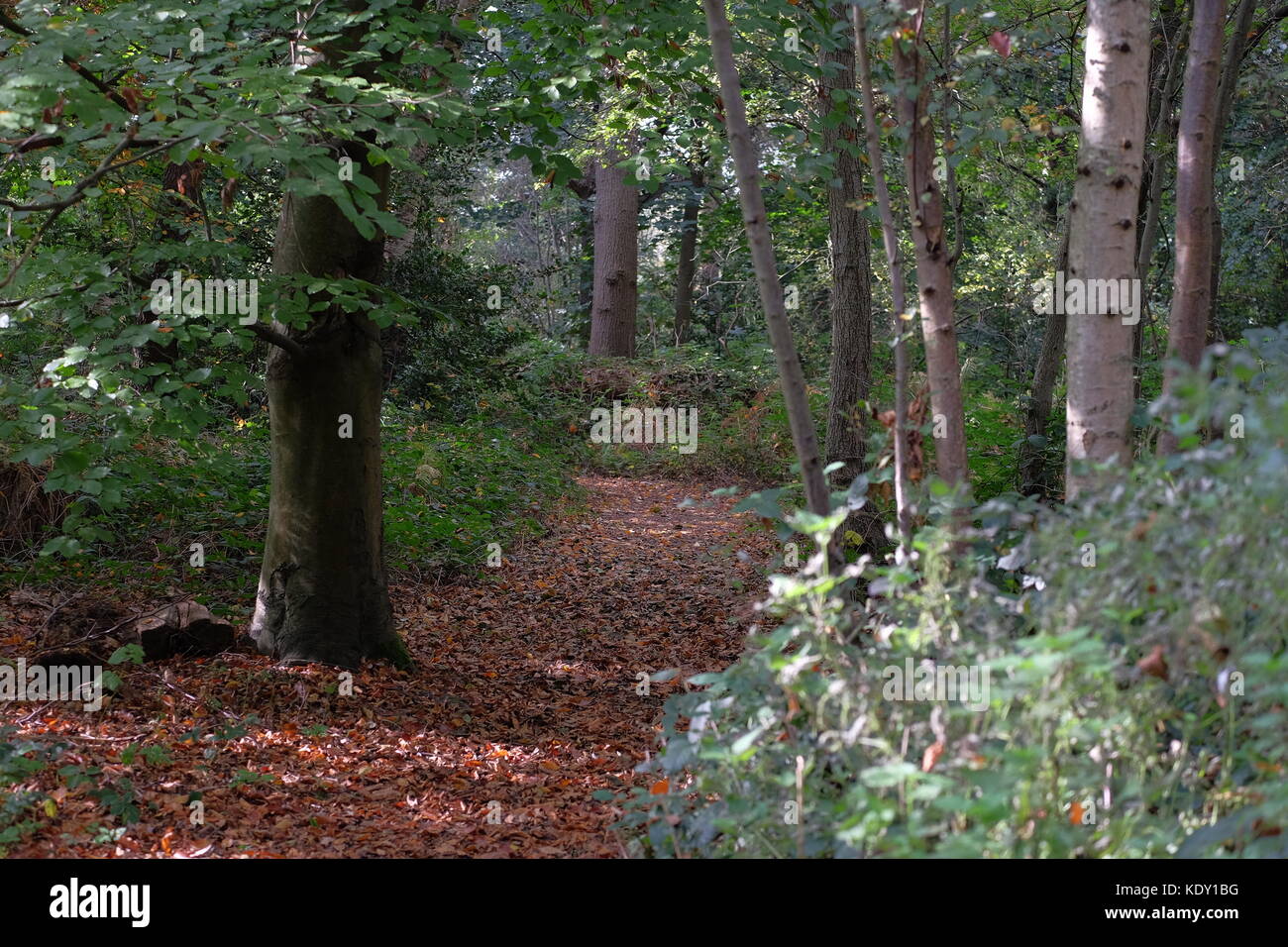 path through woodland Stock Photo - Alamy