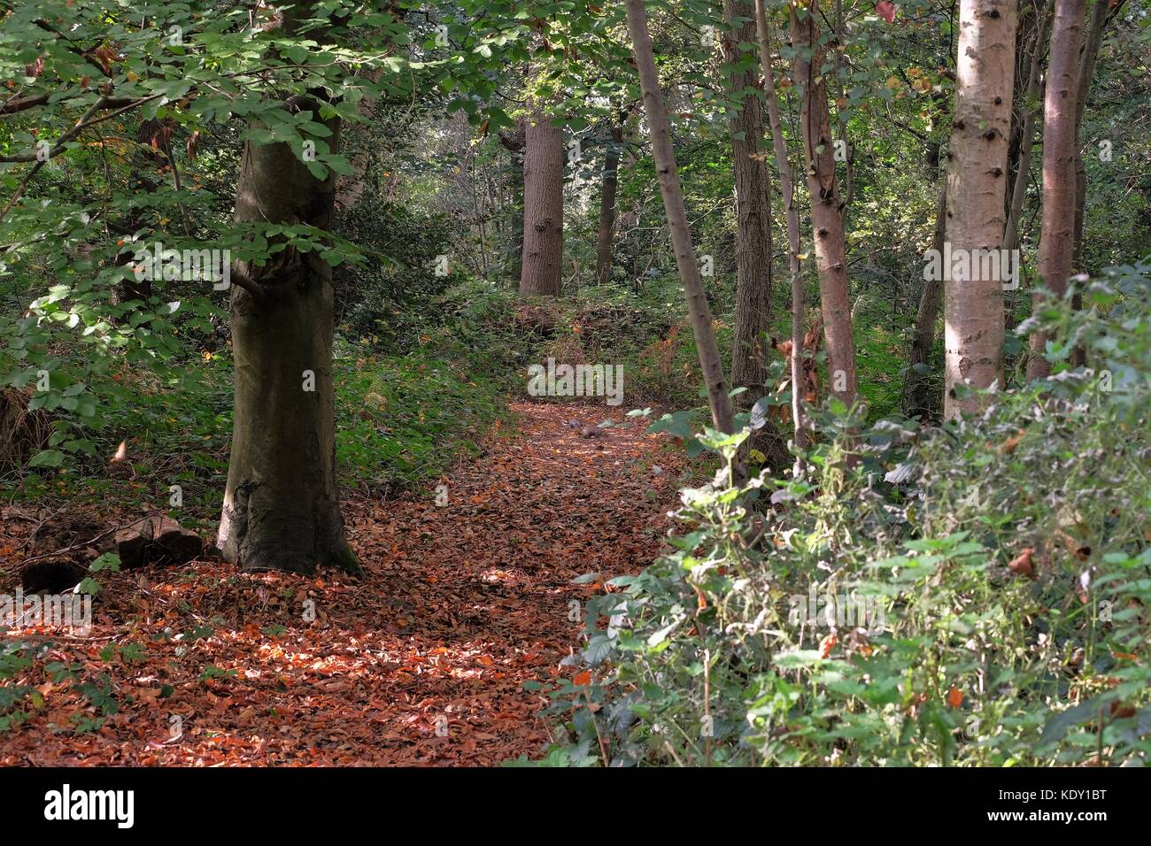 path through woodland Stock Photo - Alamy
