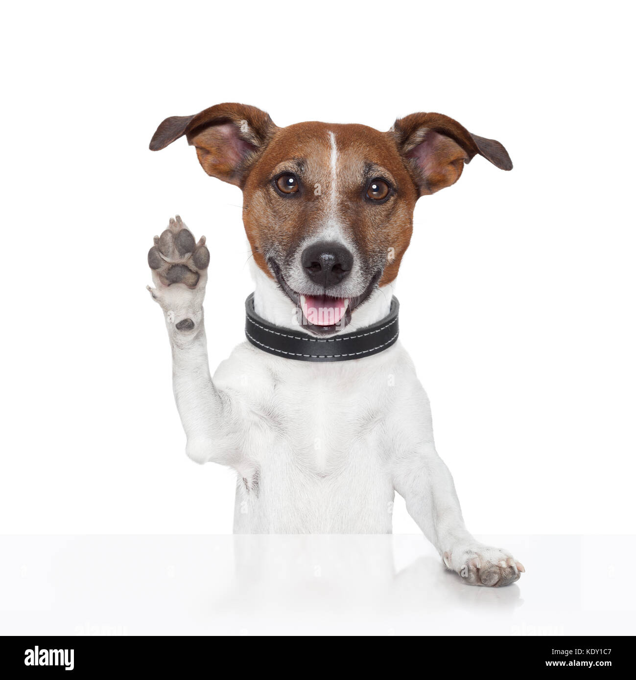 Dog waving goodbye hi-res stock photography and images - Alamy
