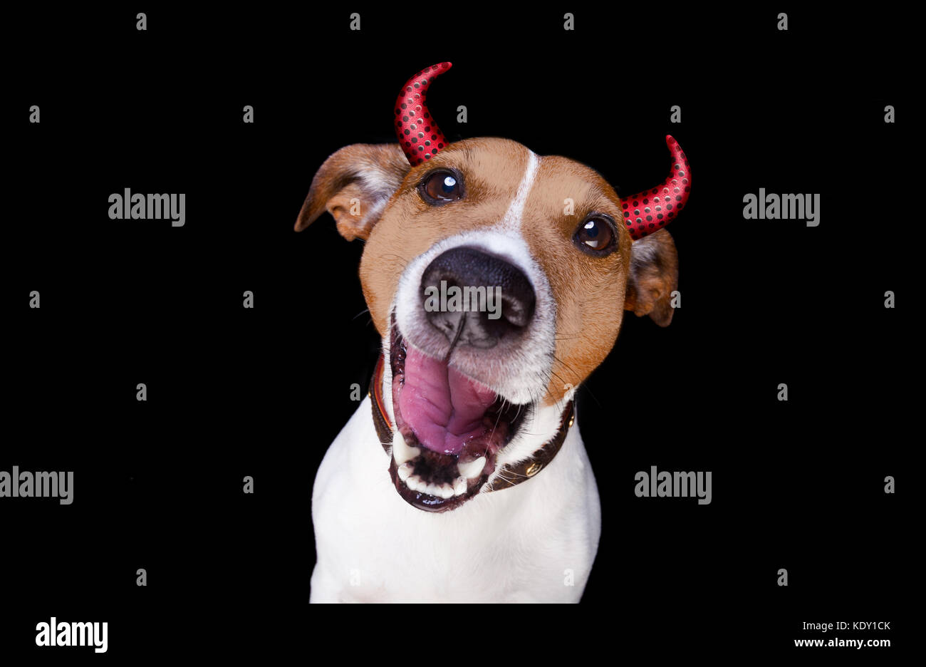 jack russell terrier dog isolated on black background looking at you ...
