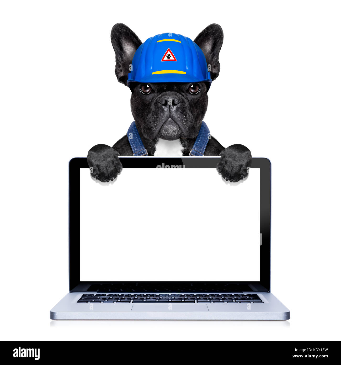 handyman dog worker with helmet behind blank white pc computer laptop ...