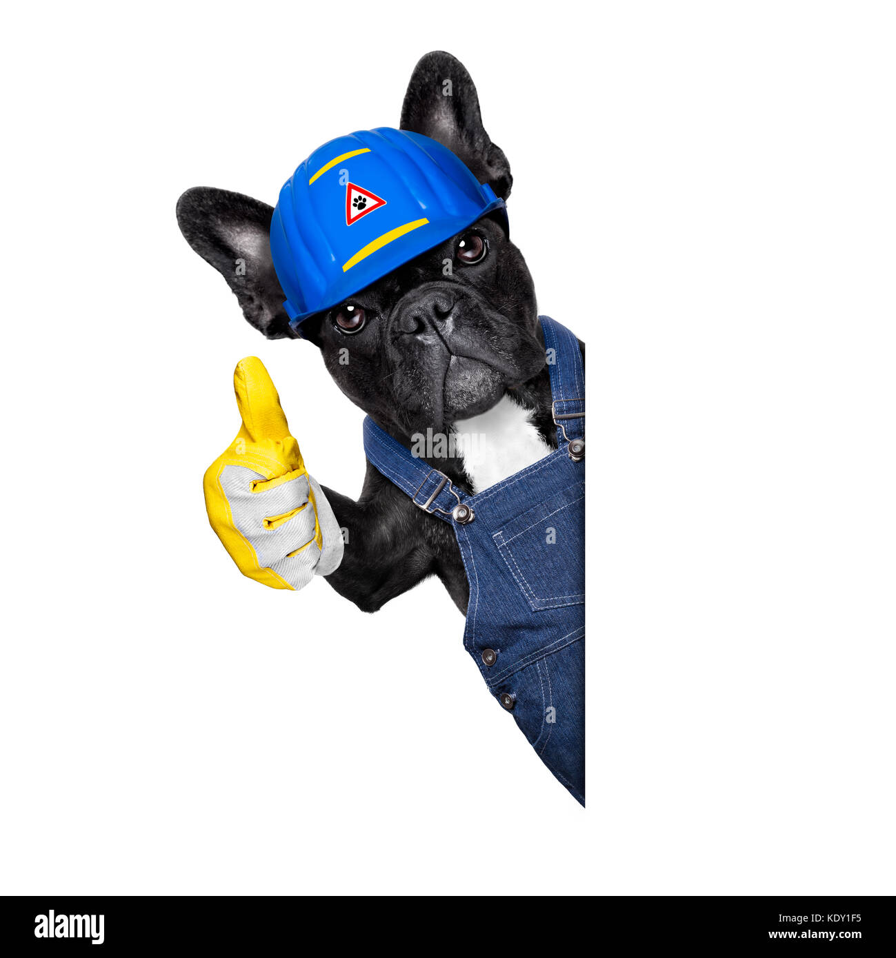 handyman dog worker with helmet and thumb up , ok and agree, ready to ...
