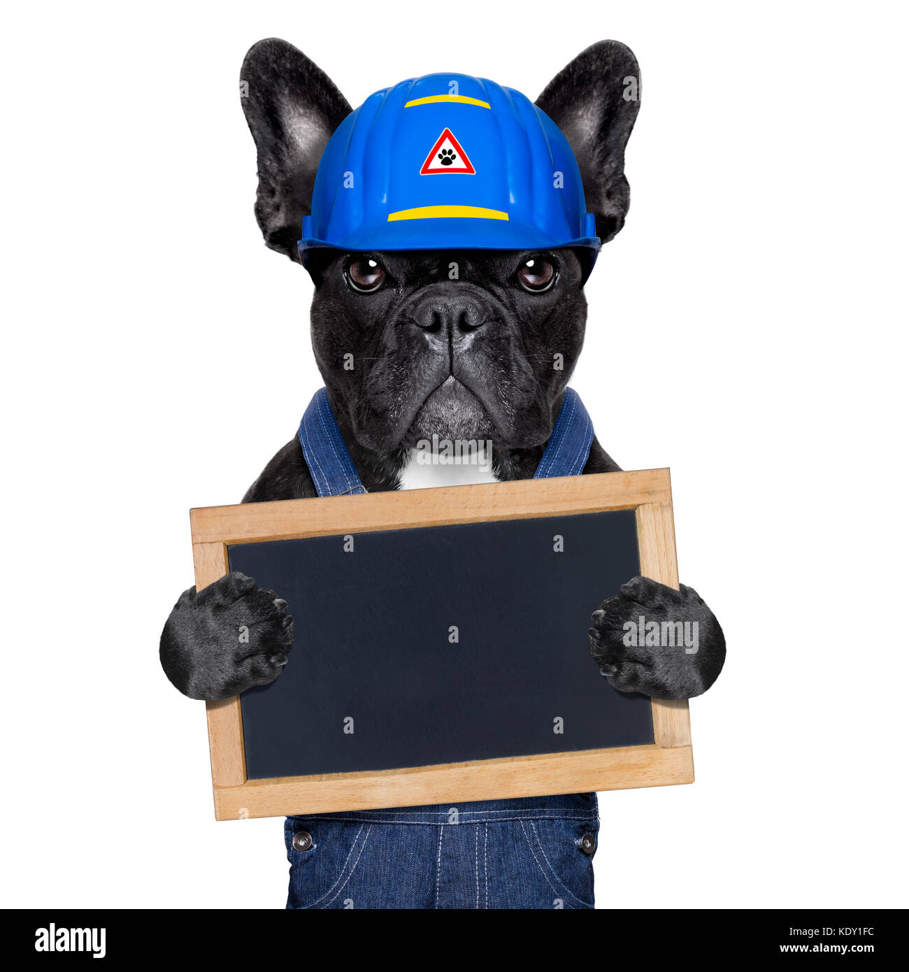 handyman dog worker with helmet holding blank white banner or ...