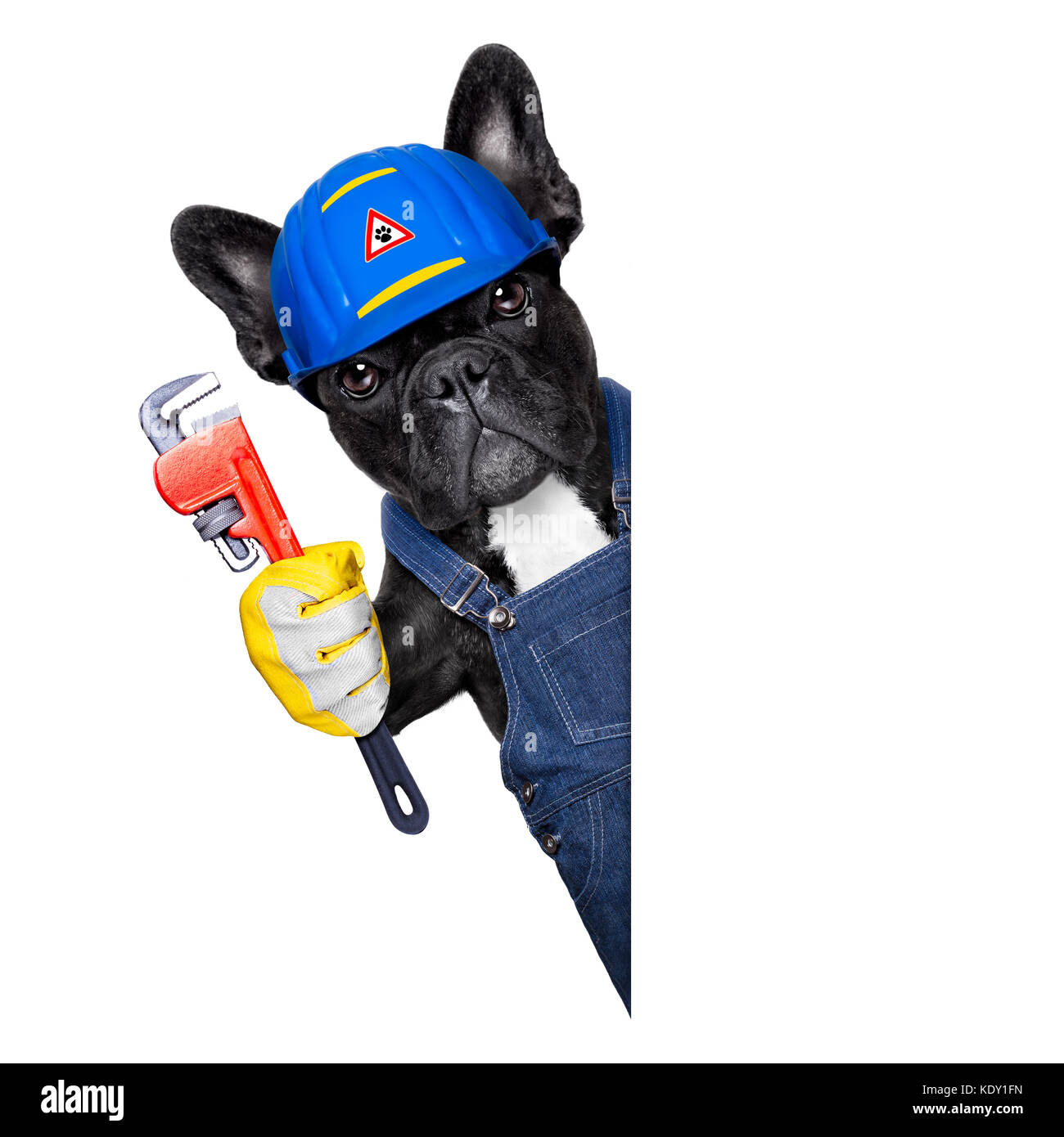 handyman french bulldog dog worker with helmet and plumber wrench in ...