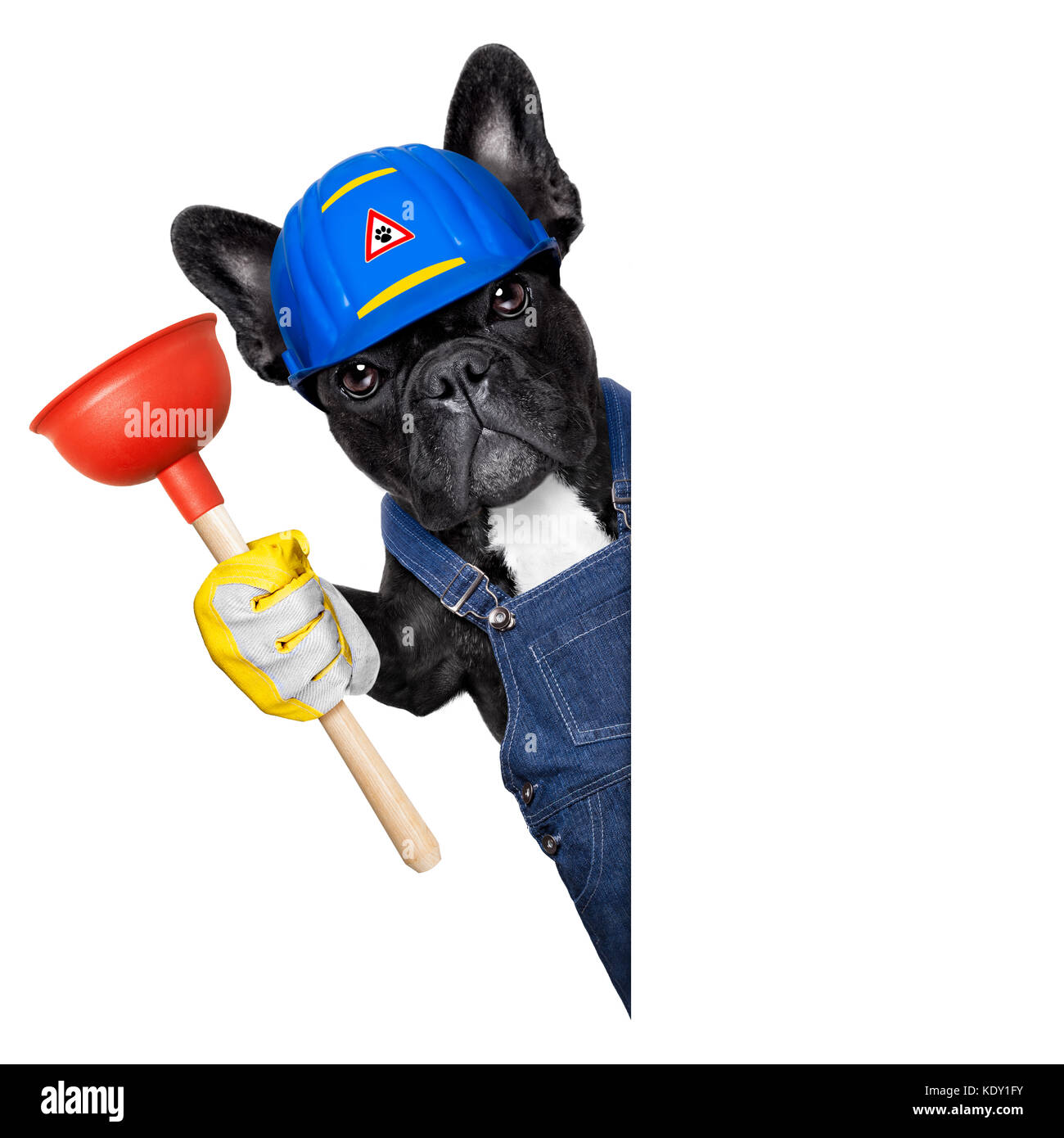 handyman french bulldog dog worker with helmet and plumber wrench in ...