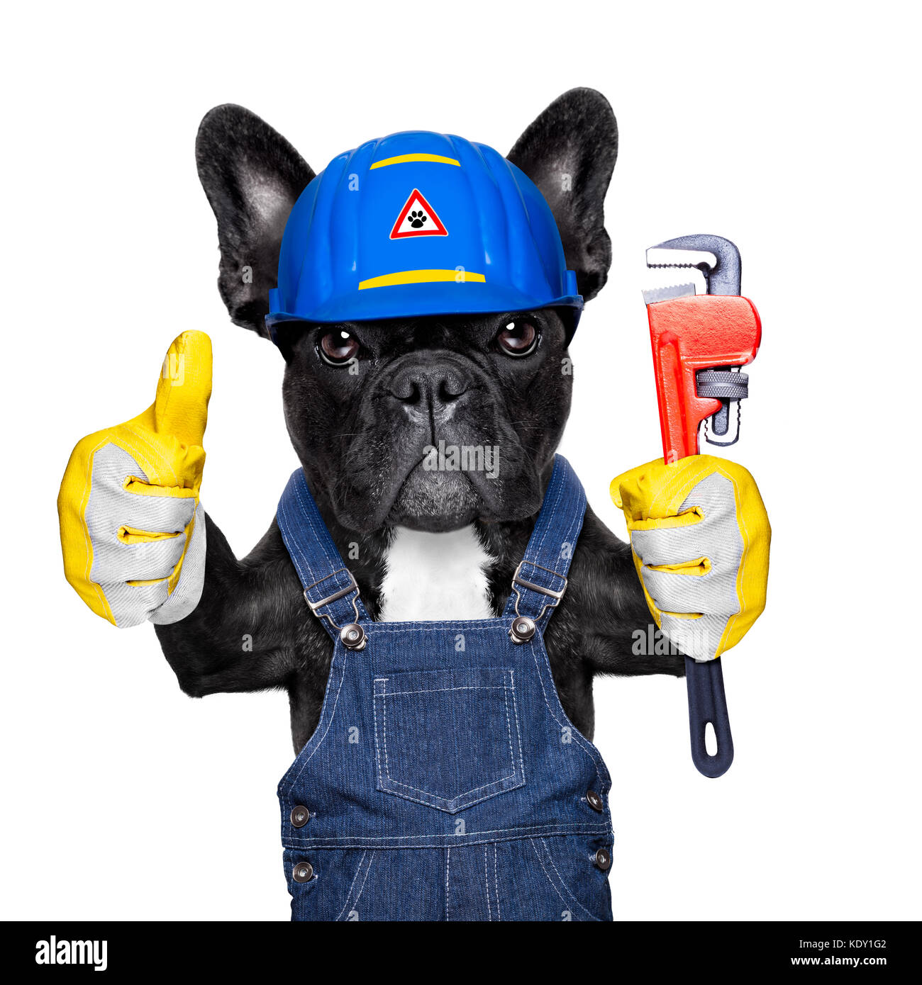 handyman french bulldog dog worker with helmet and plumber wrench in ...