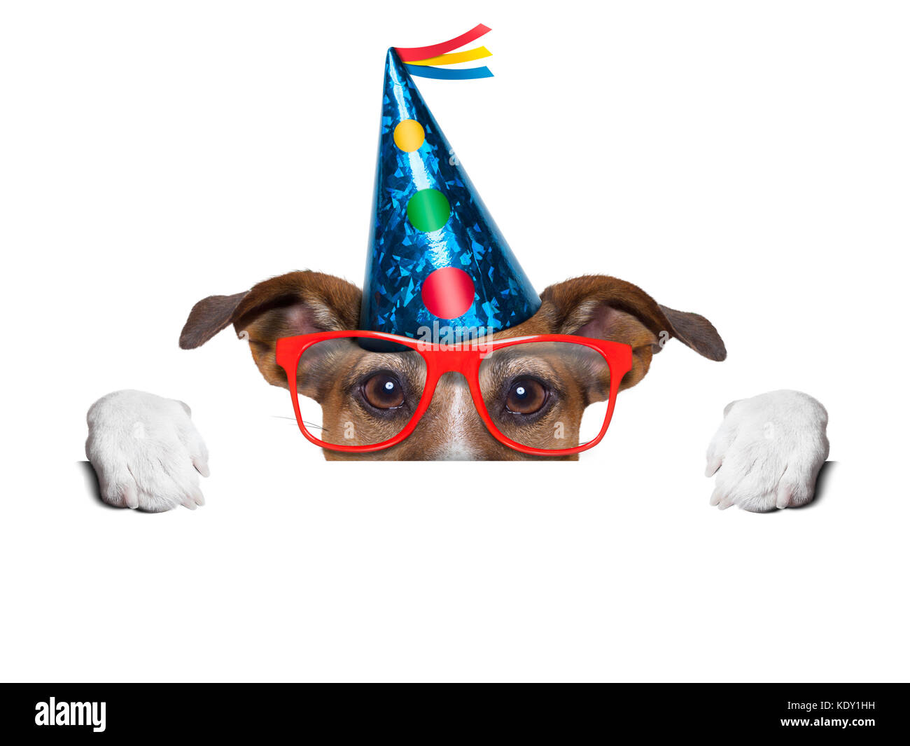 birthday dog hiding behind blank banner Stock Photo - Alamy