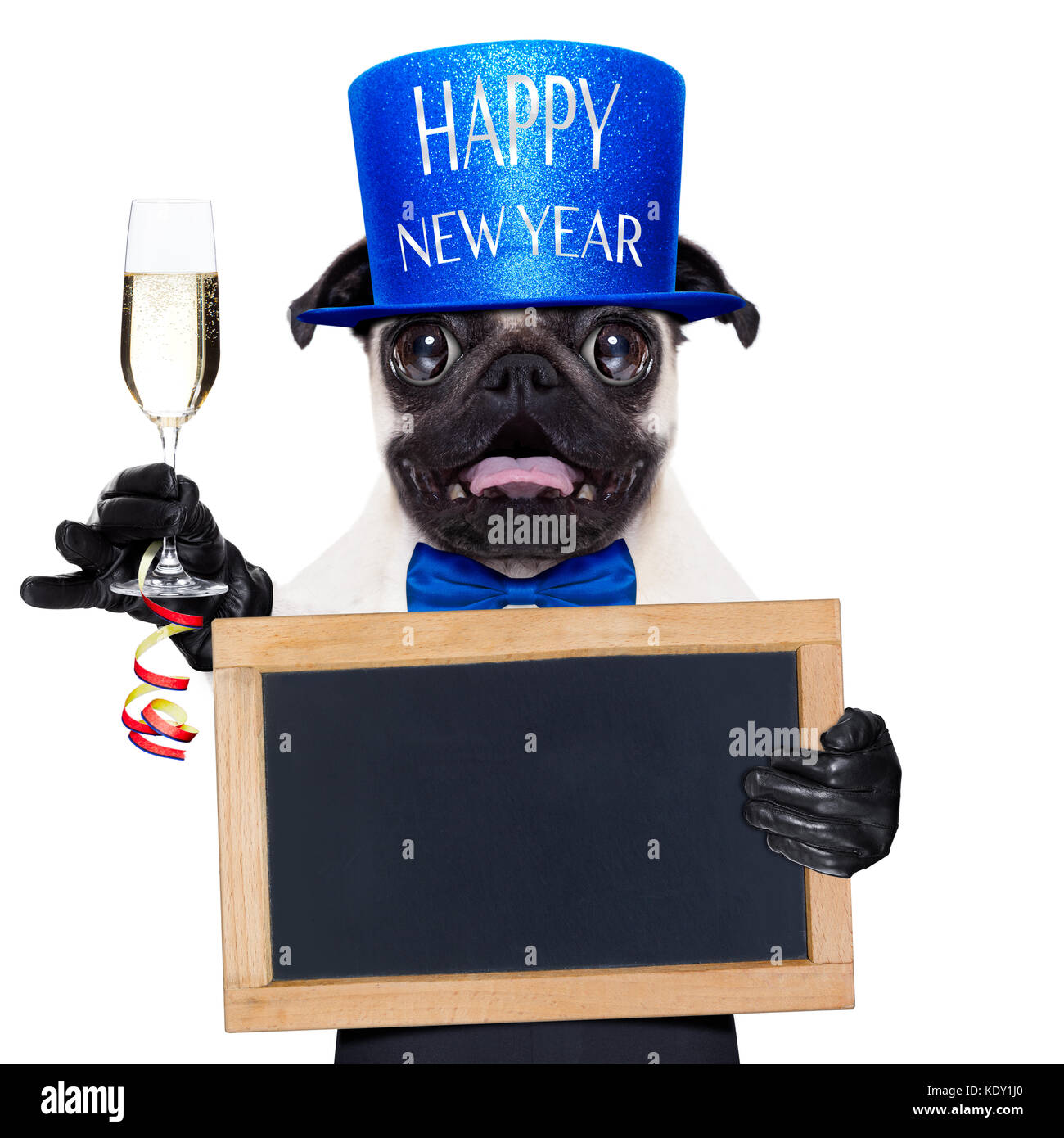 pug dog toasting for new years eve with champagne glass , behind blank ...