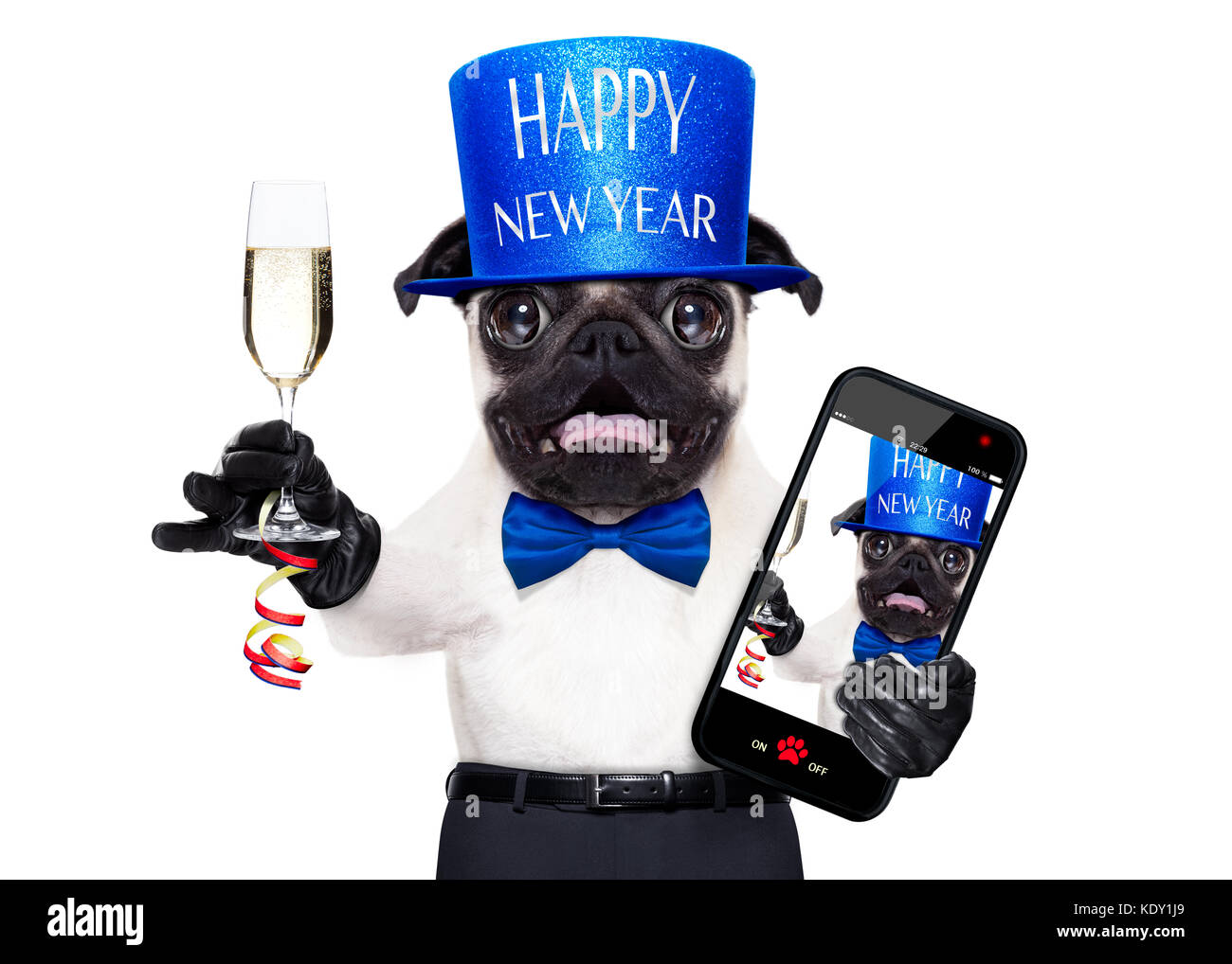 pug dog toasting for new years eve with champagne glass , taking a ...