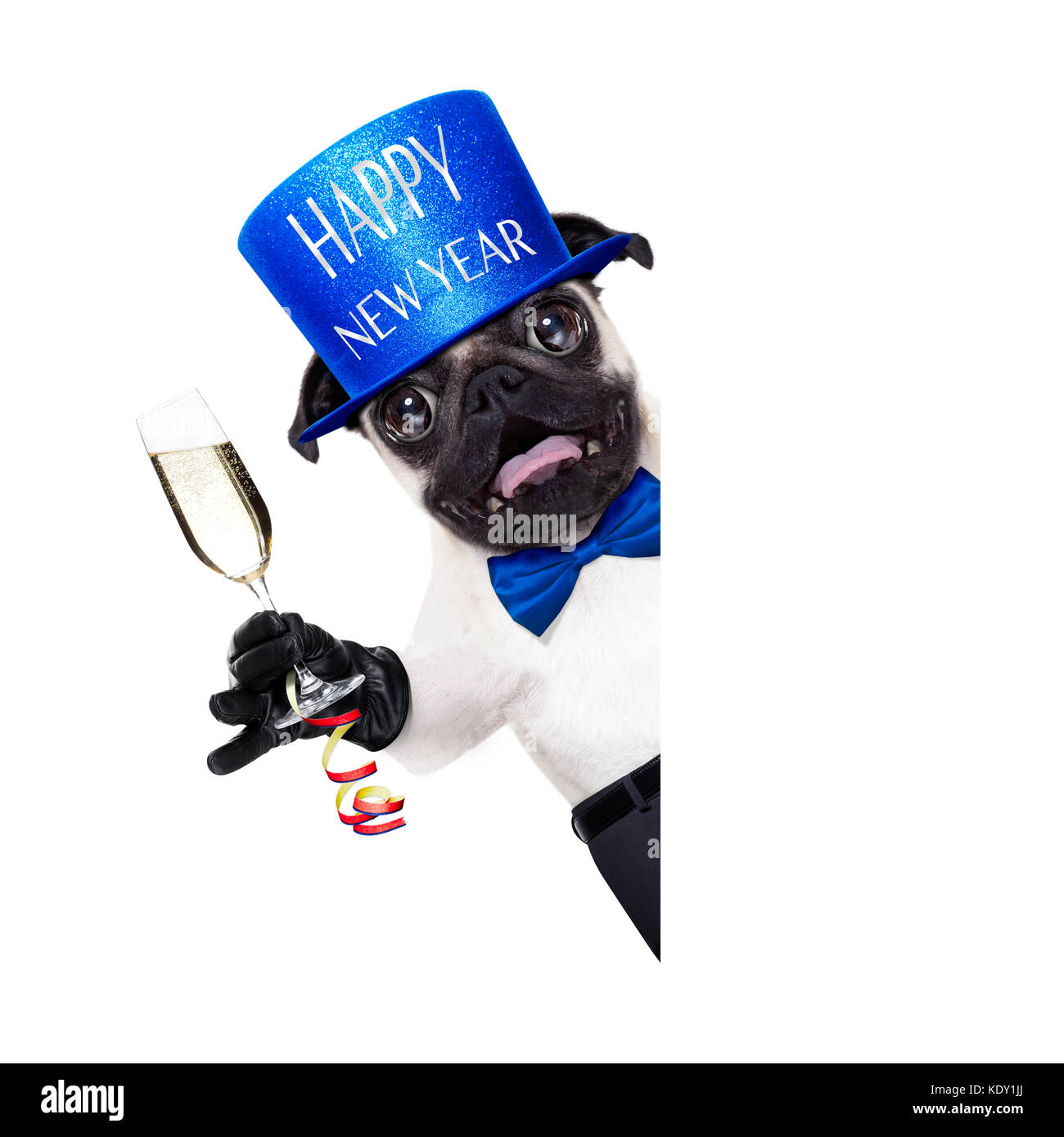 pug dog toasting for new years eve with champagne glass , behind blank ...