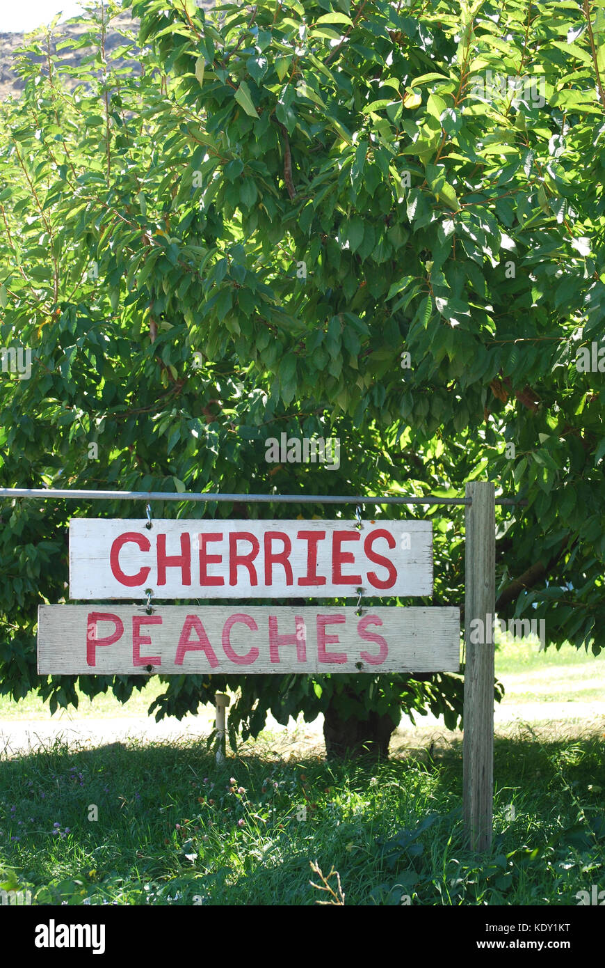 Fruit Orchard signs - Cherries and Peaches in Eastern Washington State ...