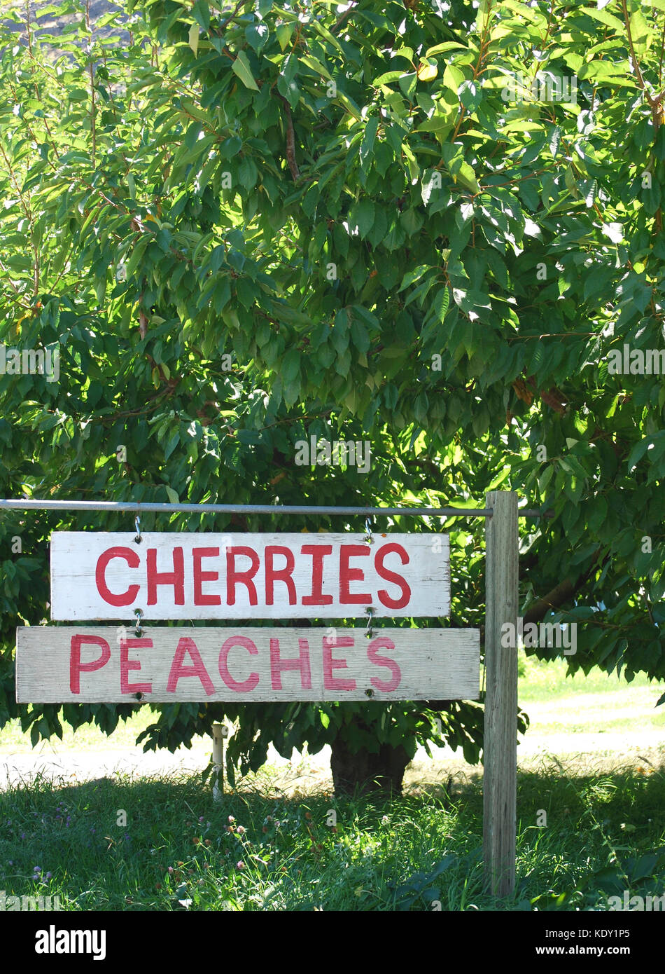 Fruit Orchard signs - Cherries and Peaches in Eastern Washington State ...