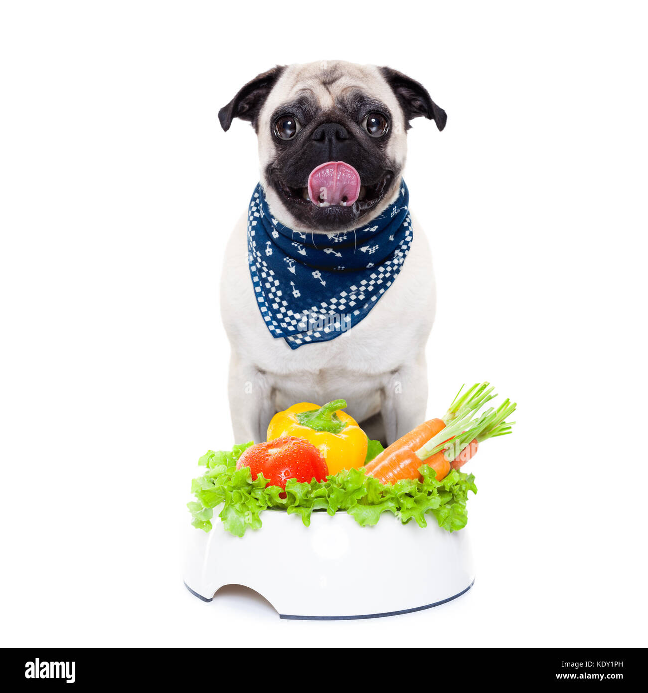 pug dog with healthy vegan food bowl, isolated on white background ...