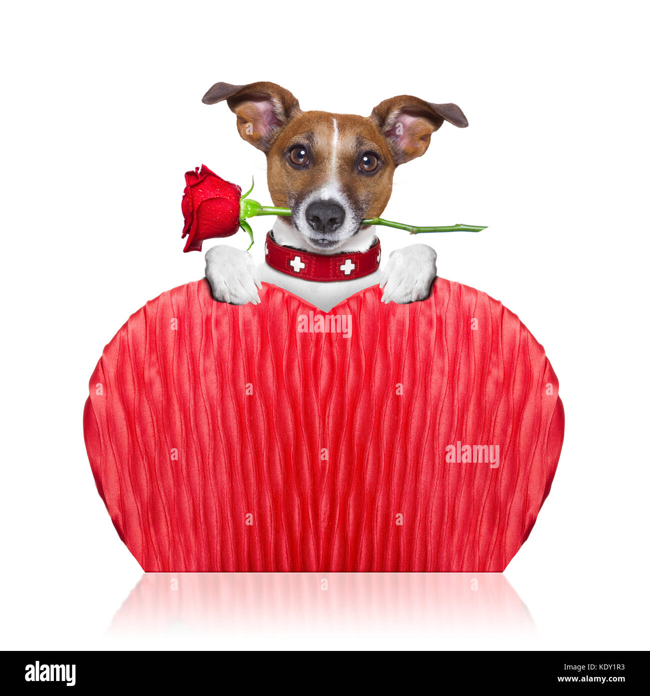 valentines dog holding a red rose with mouth ,isolated on white ...