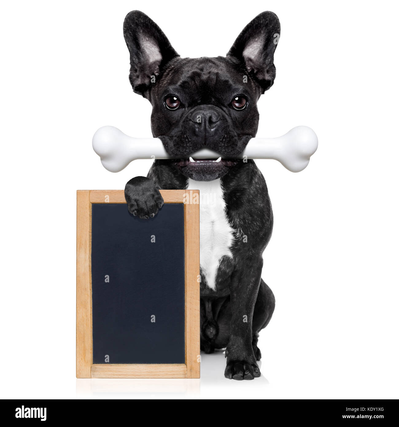 Are Bones Safe For Bulldog Puppies