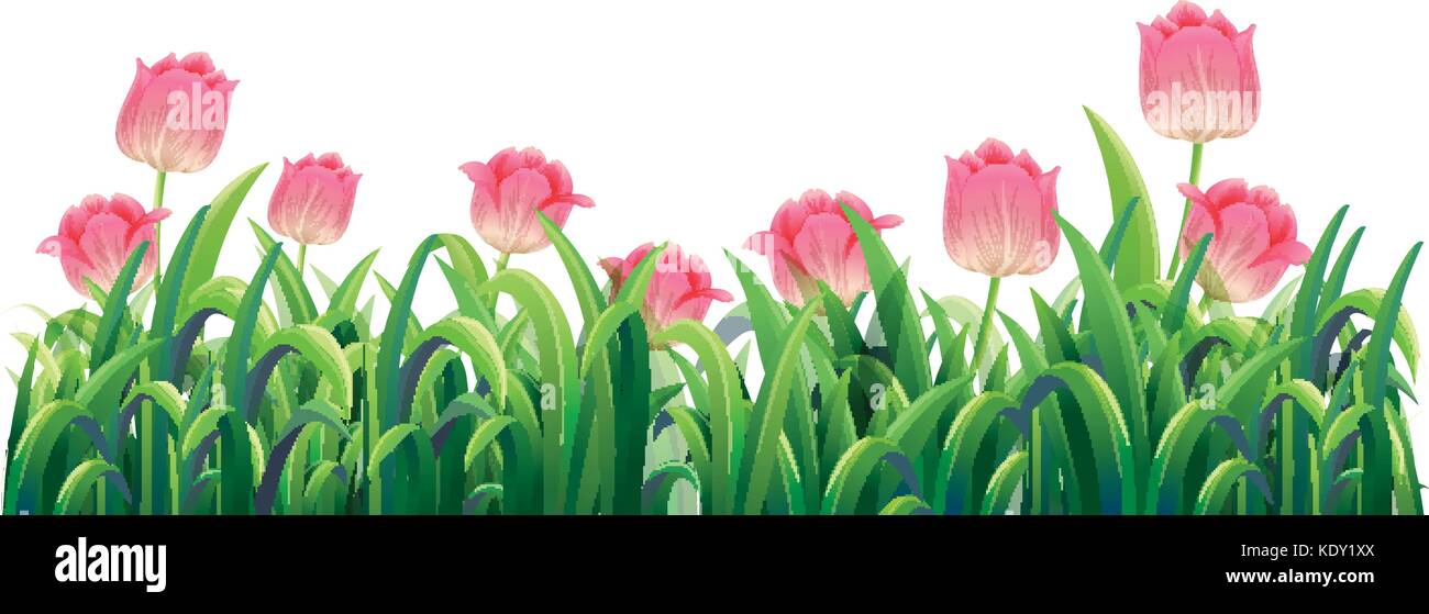 Pink fresh tulip in Stock Vector Images - Alamy