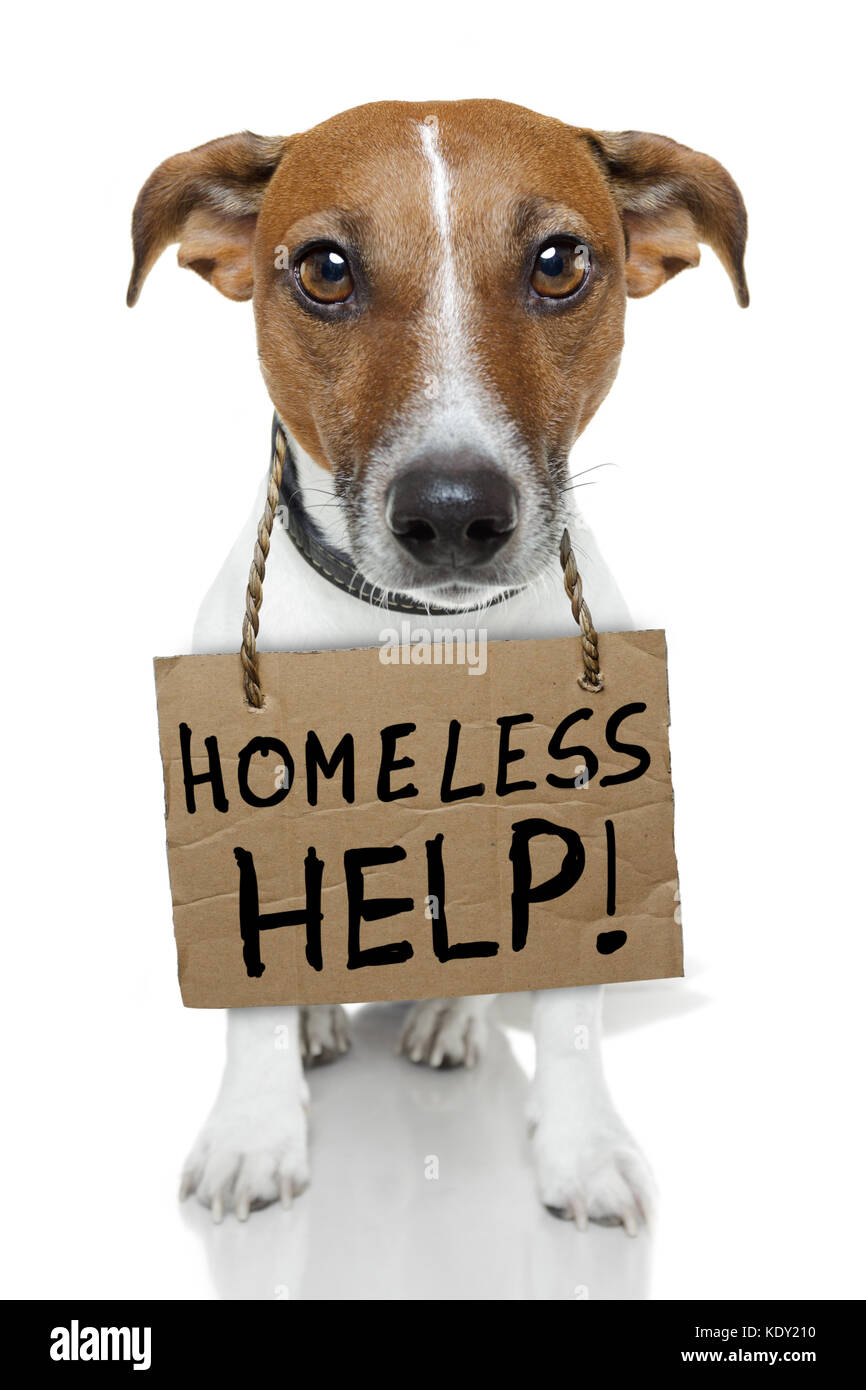 homeless dog cardboard Stock Photo - Alamy