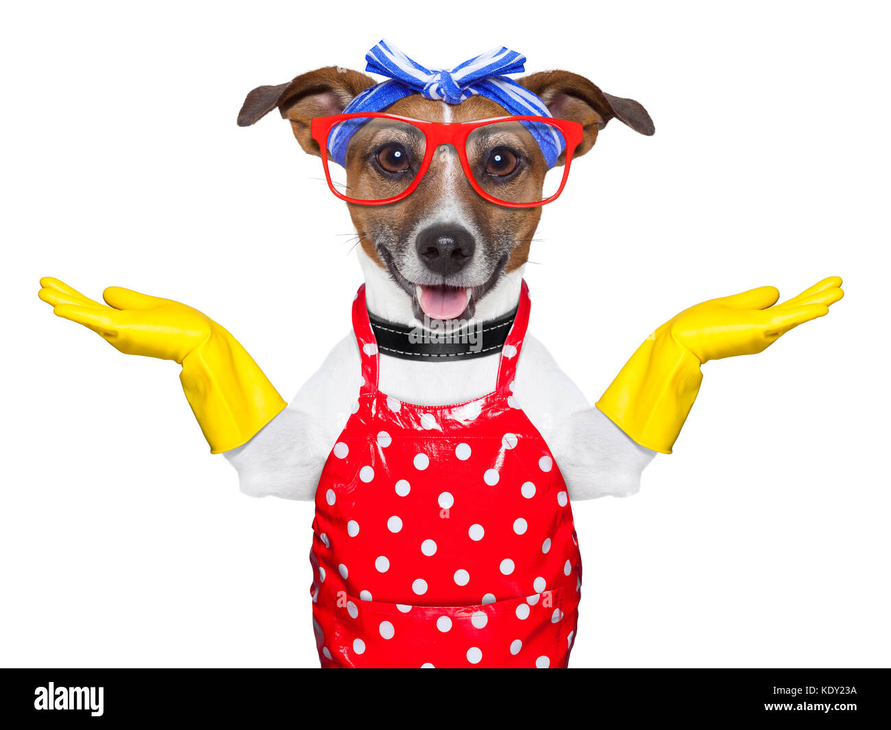 housewife dog with open arms , happy to help Stock Photo - Alamy
