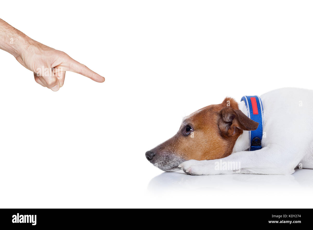 bad behavior dog being punished by owner with finger pointing at him ...