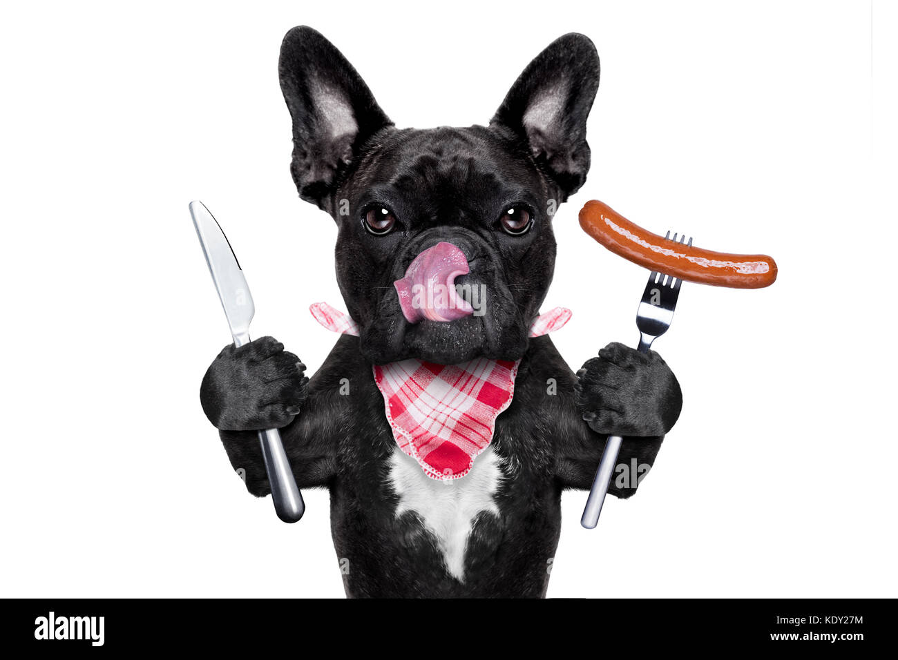 hungry french bulldog dog with tableware or utensils ready to eat ...
