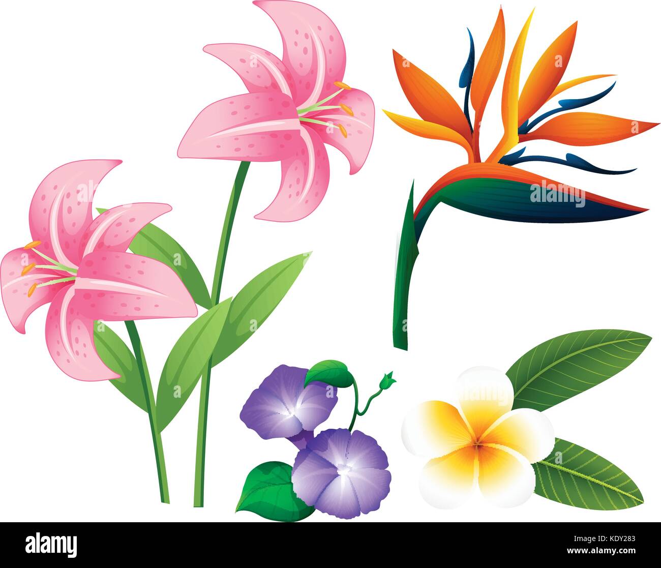 Types of white flowers Stock Vector Images - Alamy