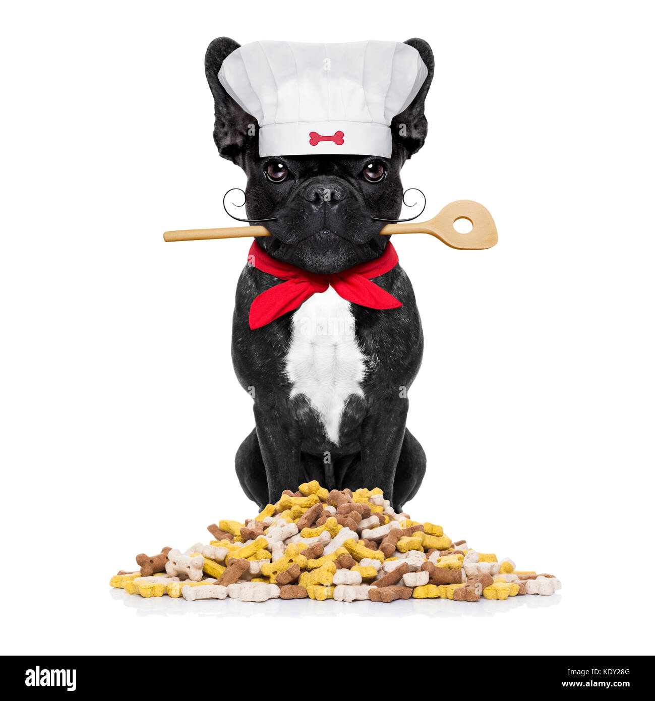 french bulldog dog chef cook with kitchen spoon in mouth, isolated on ...