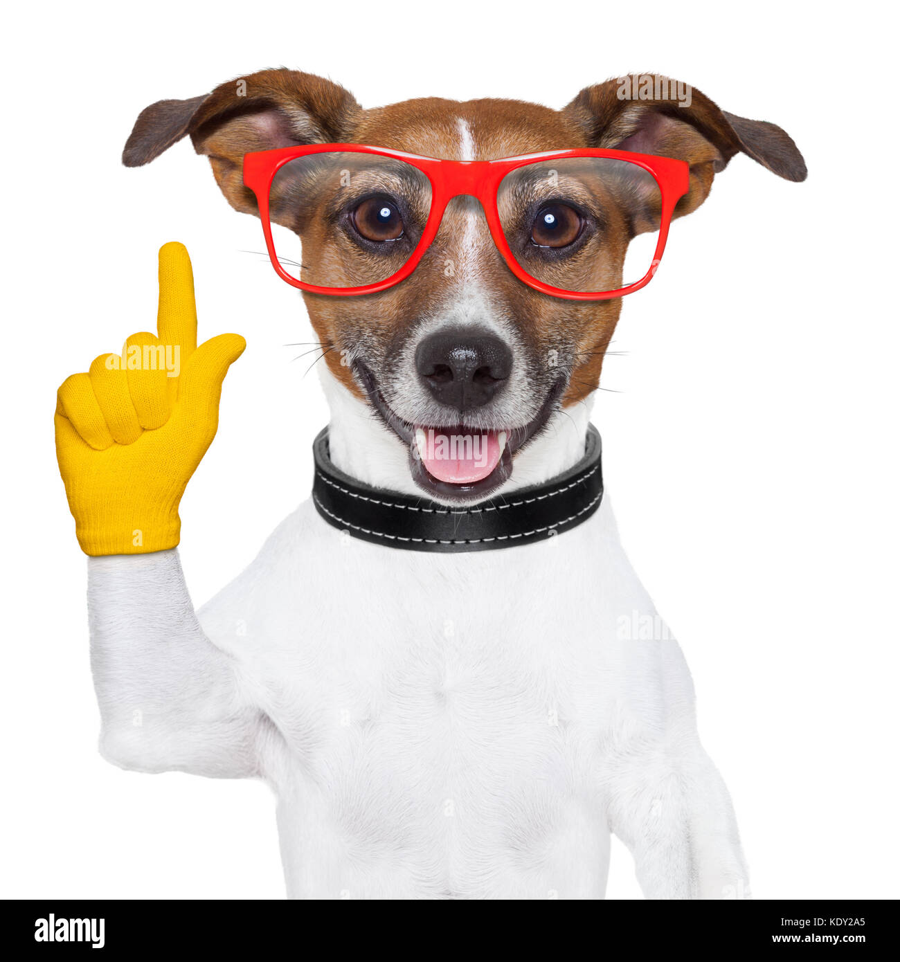 smart and clever dog isolated on white Stock Photo - Alamy